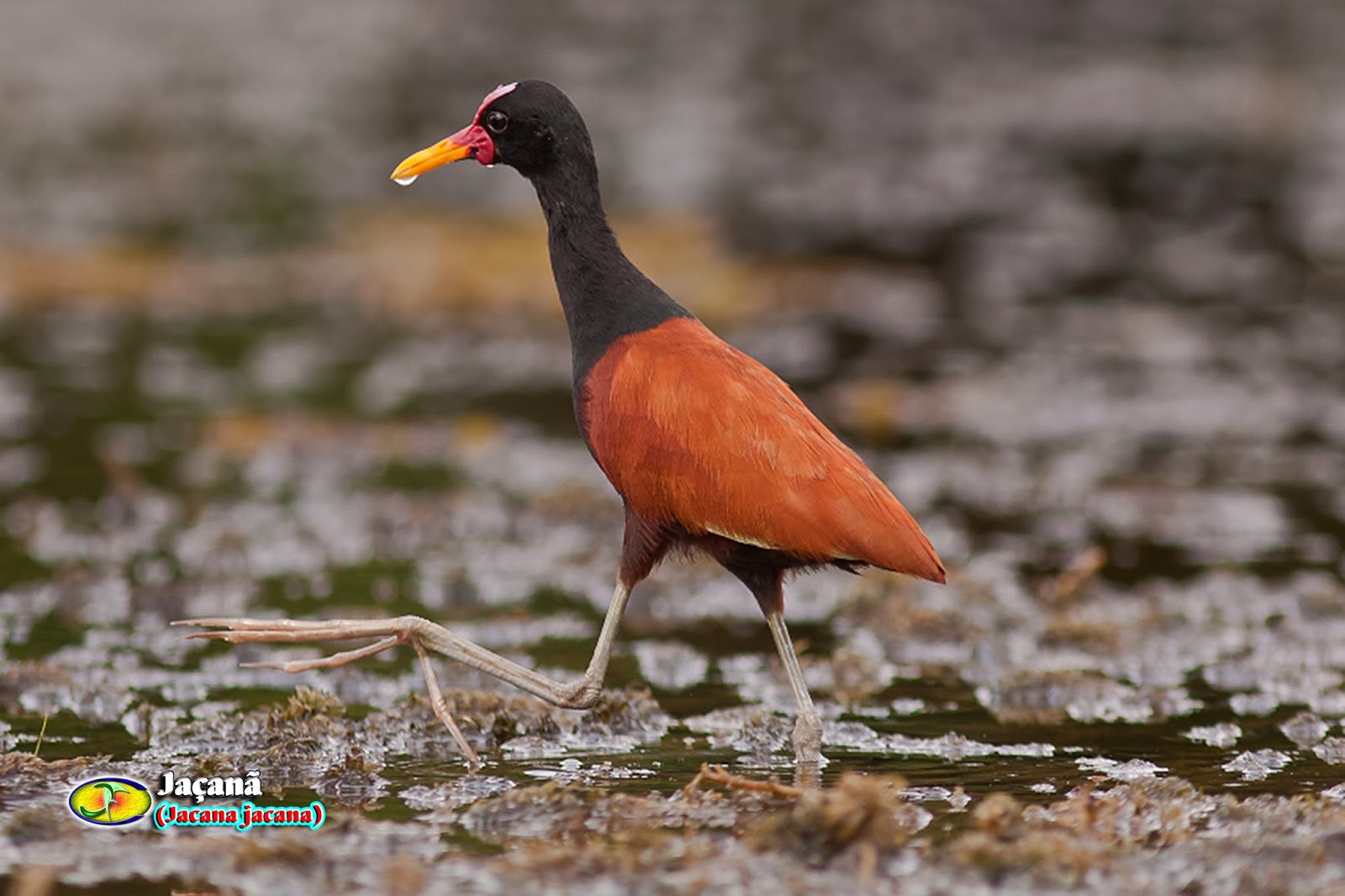 Zoologia: Jaçanã (Jacana jacana)